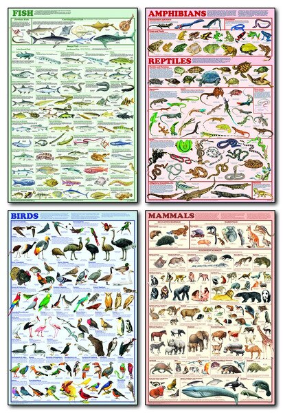 ANIMAL ORDERS POSTER SET, LAMINATED